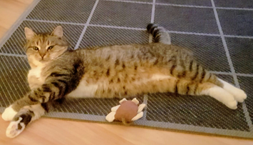 Kater Kuzia sucht ein neues Zuhause | VeganBook